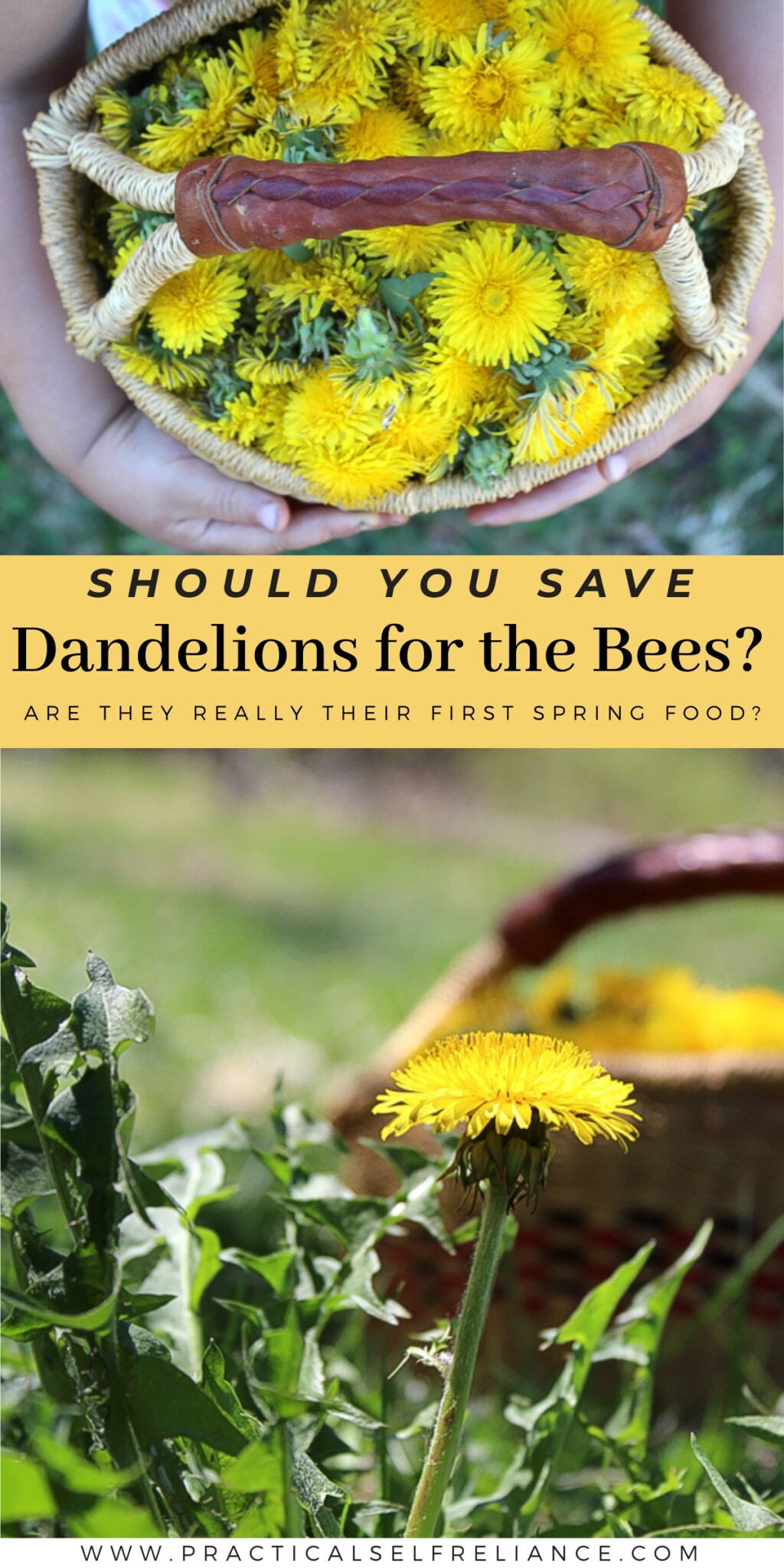 Are Dandelions Really The First Food for the Bees? — Practical Self ...
