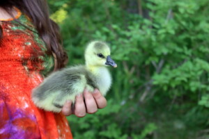 Raising Geese: A Beginner’s Guide — Practical Self Reliance
