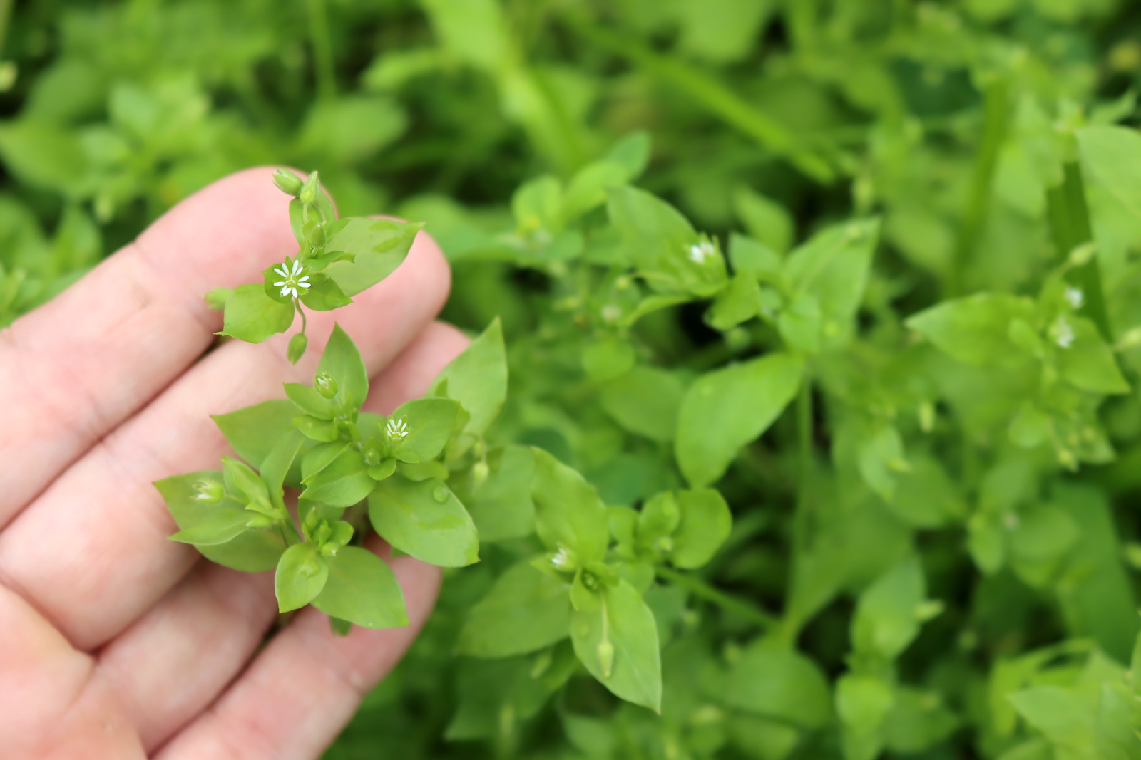 Foraging Chickweed: Edible & Medicinal Weeds — Practical Self Reliance