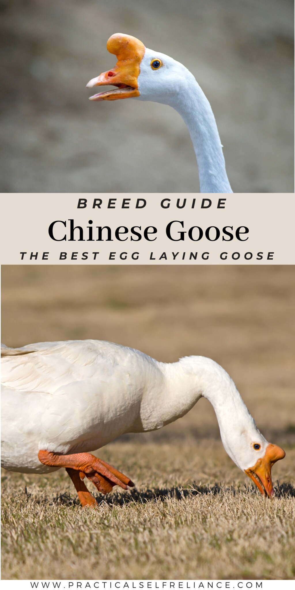 Chinese Goose Breed Guide — Practical Self Reliance