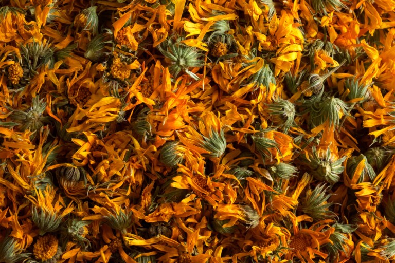 10 Ways to Use Calendula — Practical Self Reliance