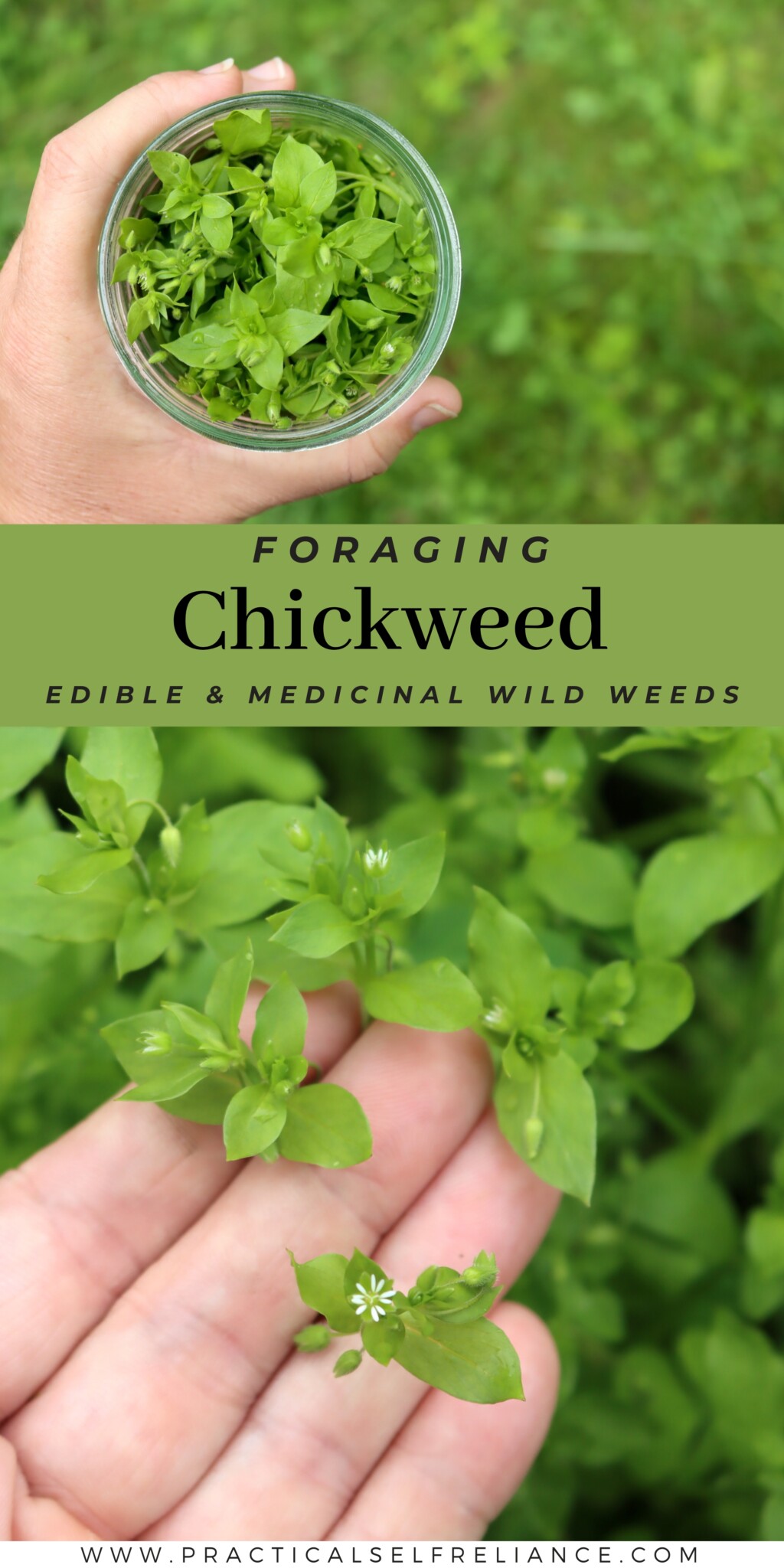 Foraging Chickweed: Edible & Medicinal Weeds — Practical Self Reliance