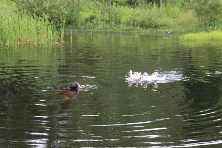 Raising Geese: A Beginner’s Guide — Practical Self Reliance