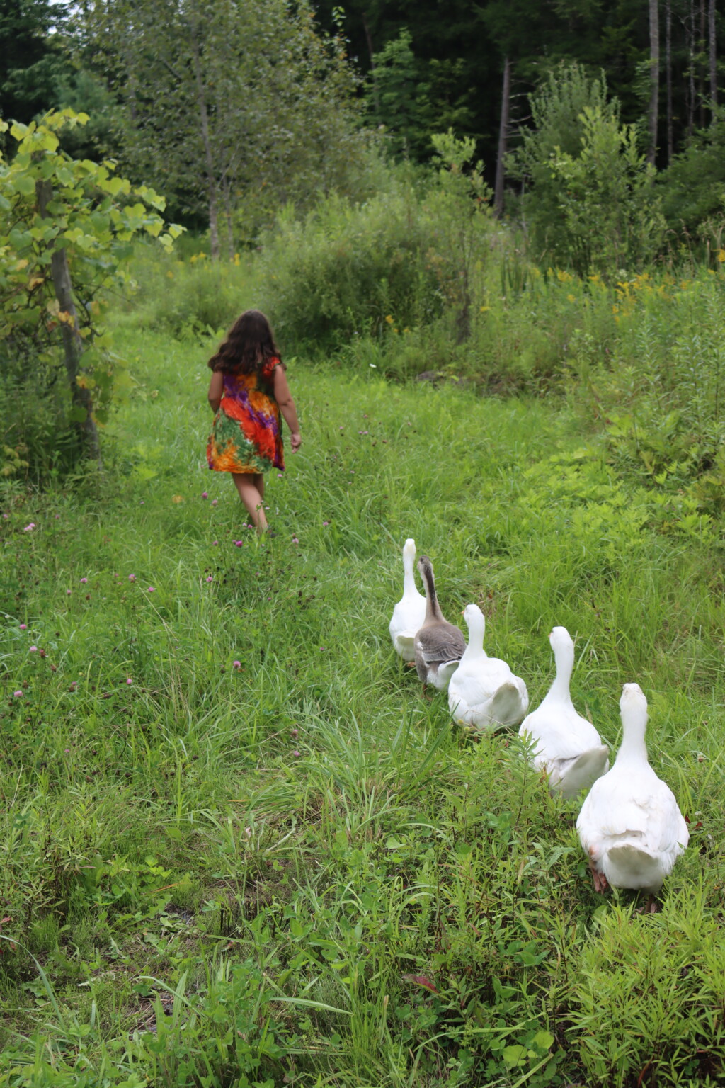 20+ Goose Breeds: A to Z Guide — Practical Self Reliance