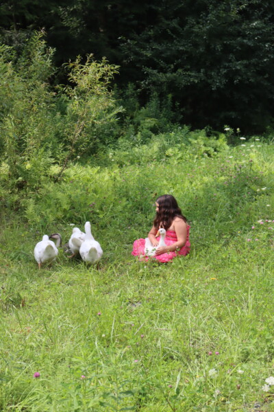20+ Goose Breeds: A to Z Guide — Practical Self Reliance