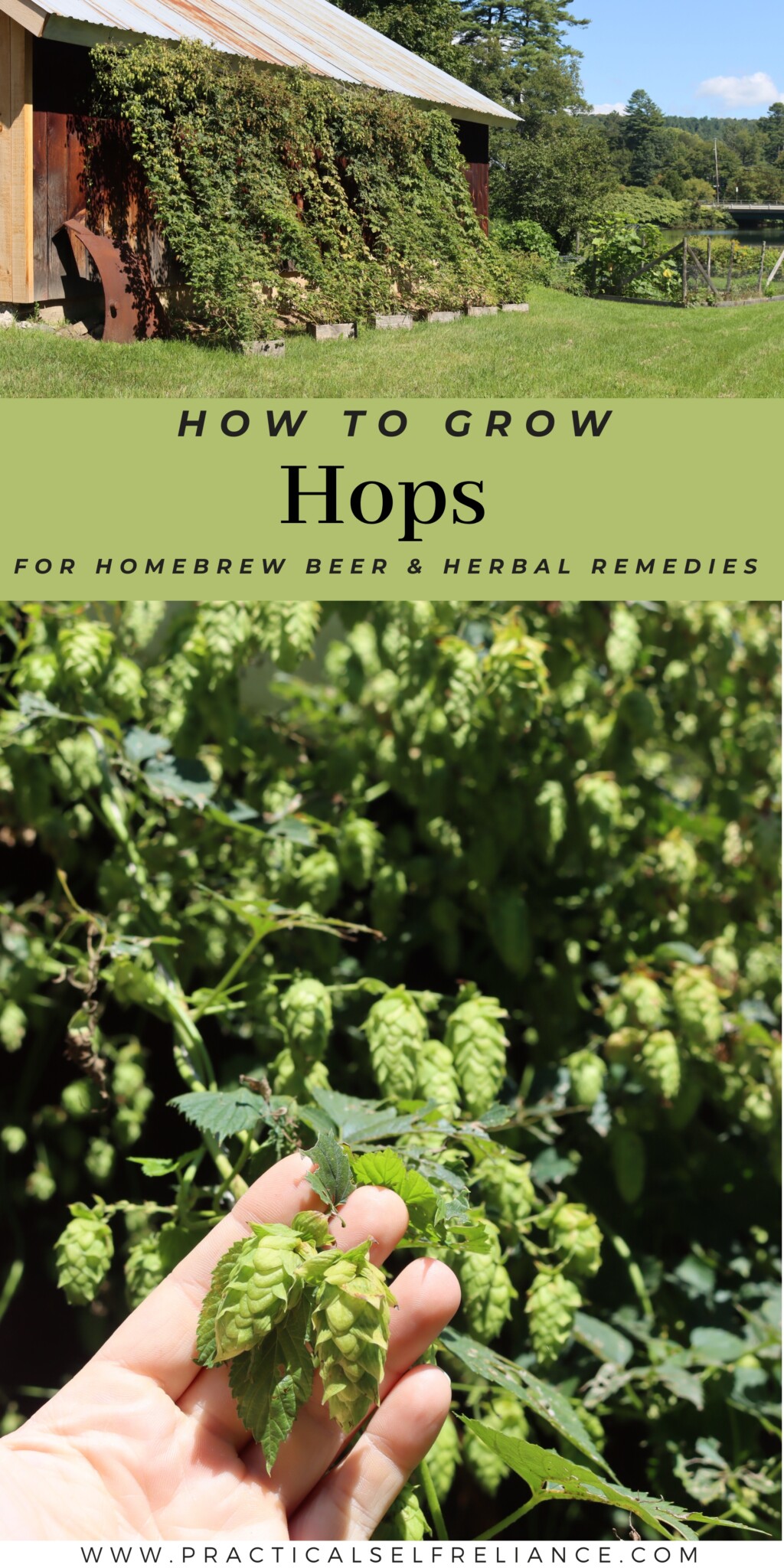 How to Grow Hops — Practical Self Reliance