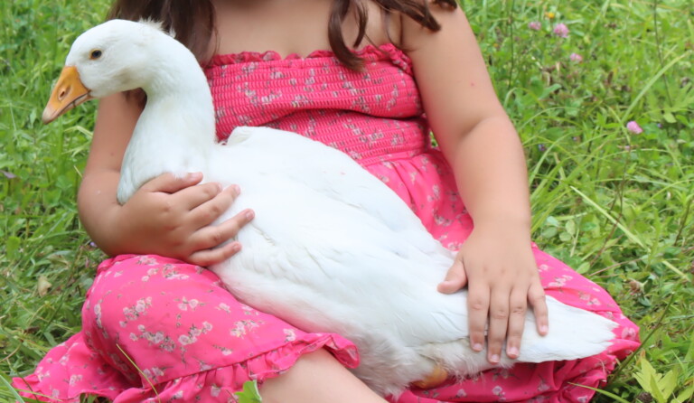 Raising Geese: A Beginner’s Guide — Practical Self Reliance