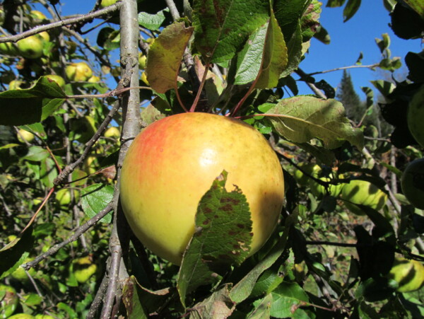 Newton Pippin Apples: The Longest Keeping Apple — Practical Self Reliance