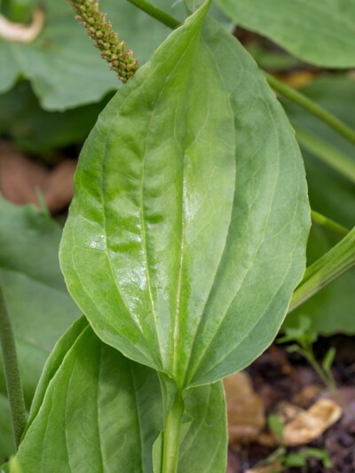 10 Ways to Use Plantain — Practical Self Reliance