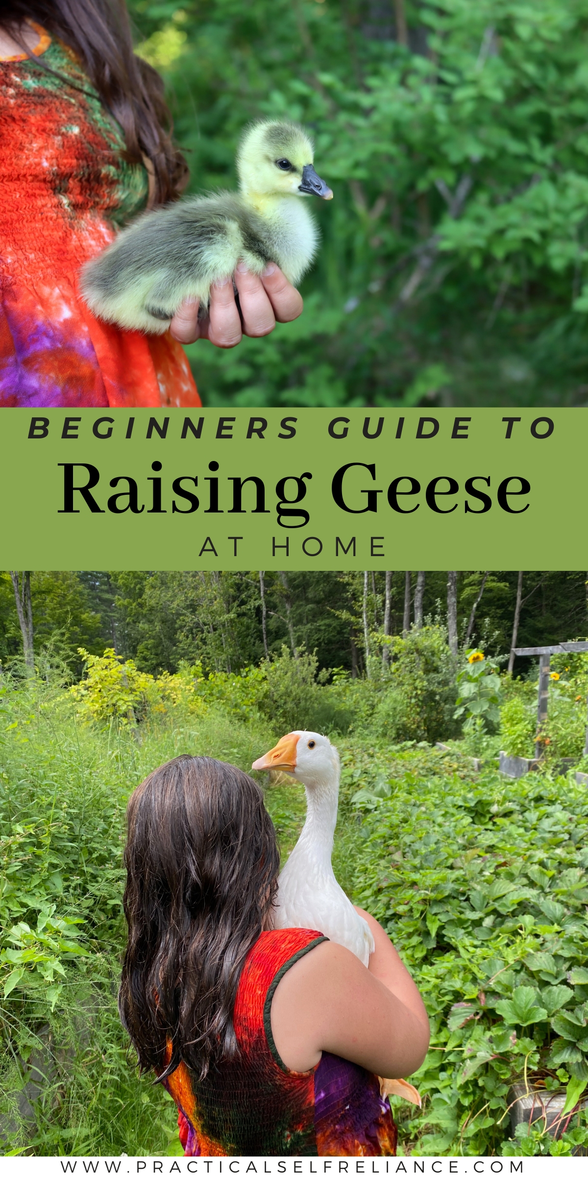 Raising Geese: A Beginner’s Guide — Practical Self Reliance
