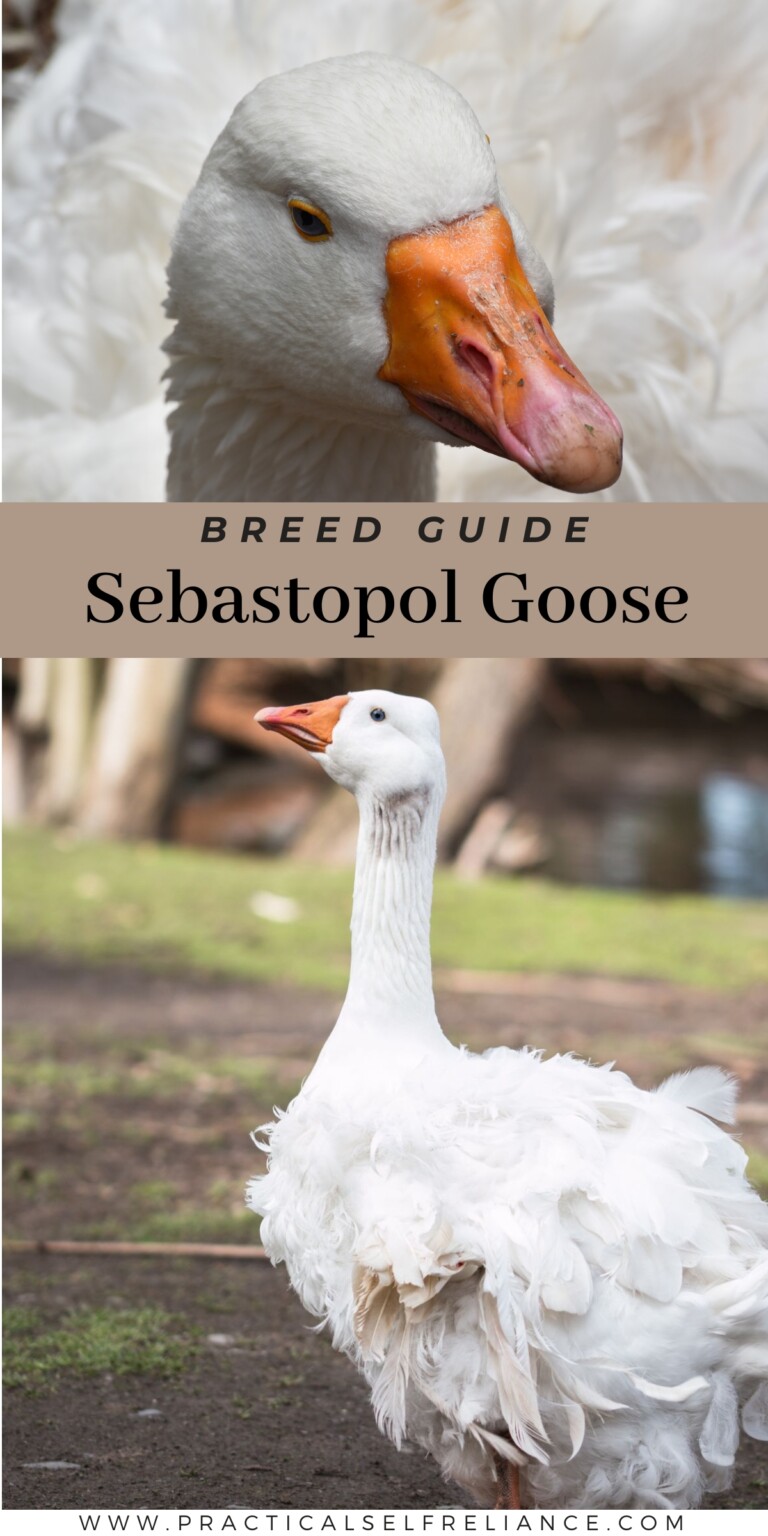 Sebastopol Goose Breed Guide — Practical Self Reliance
