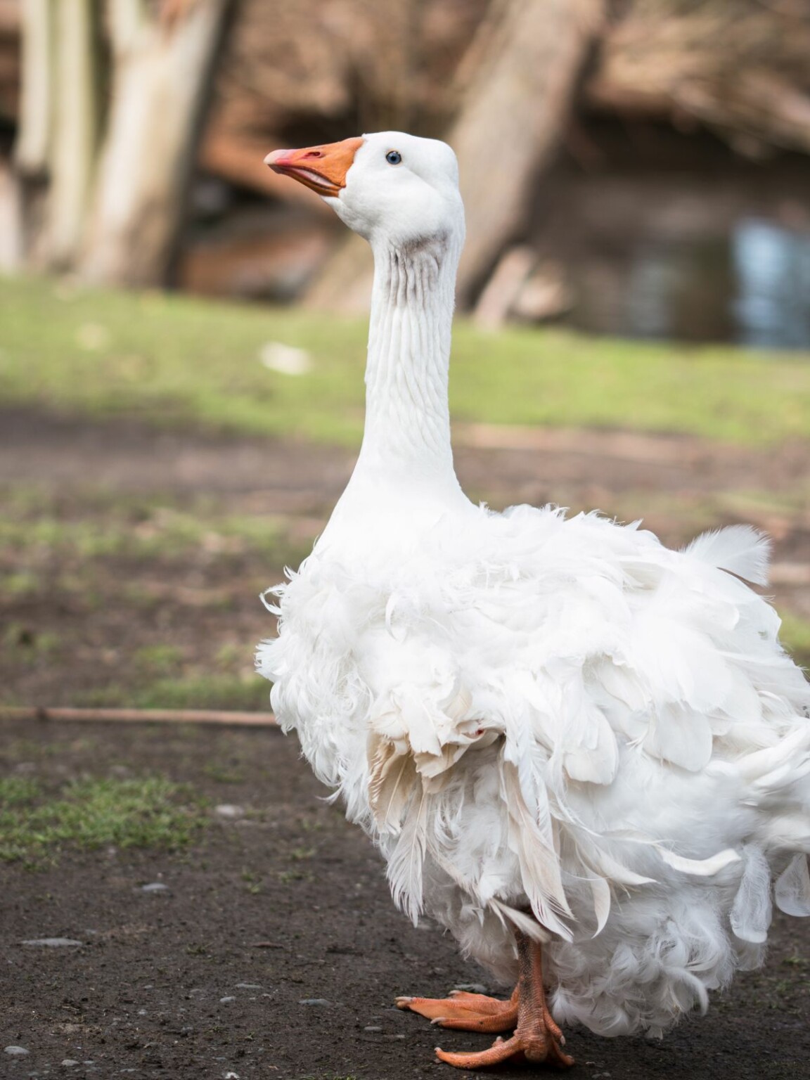 Sebastopol Goose Breed Guide — Practical Self Reliance