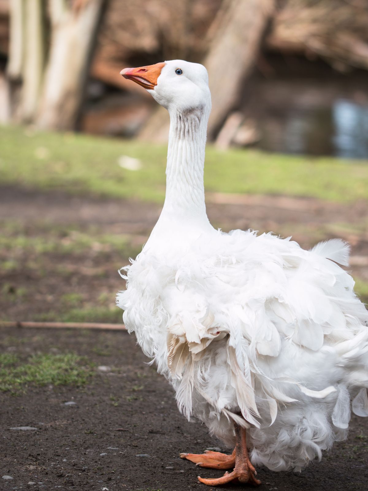 Sebastopol Goose Breed Guide — Practical Self Reliance