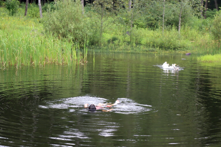 Raising Geese: A Beginner’s Guide — Practical Self Reliance