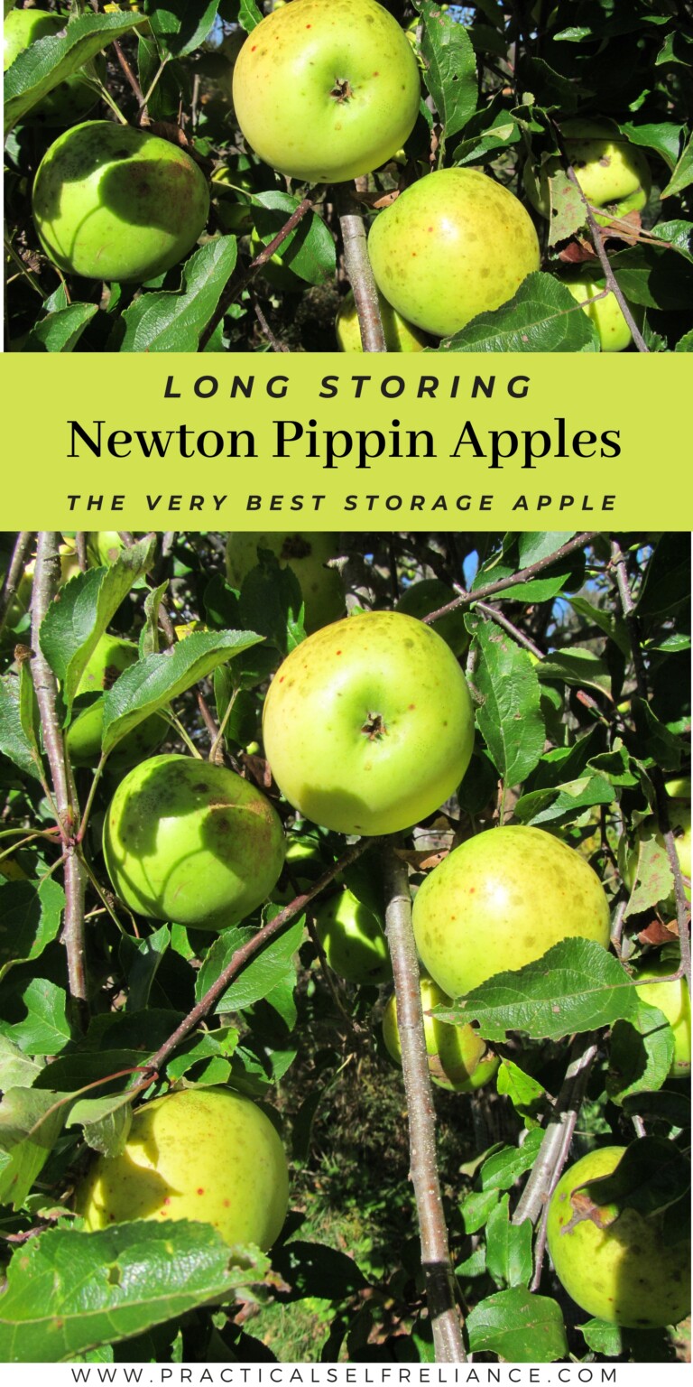 Newton Pippin Apples: The Longest Keeping Apple — Practical Self Reliance