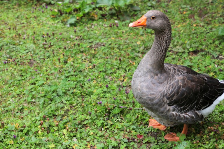 Toulouse Goose Breed Guide — Practical Self Reliance