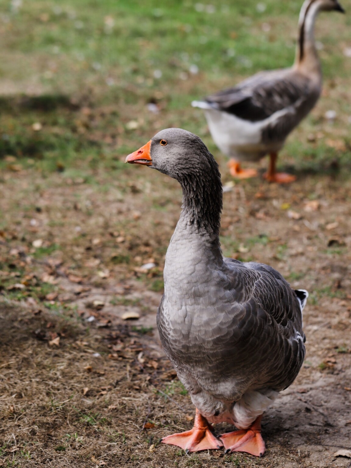 Toulouse Goose Breed Guide — Practical Self Reliance