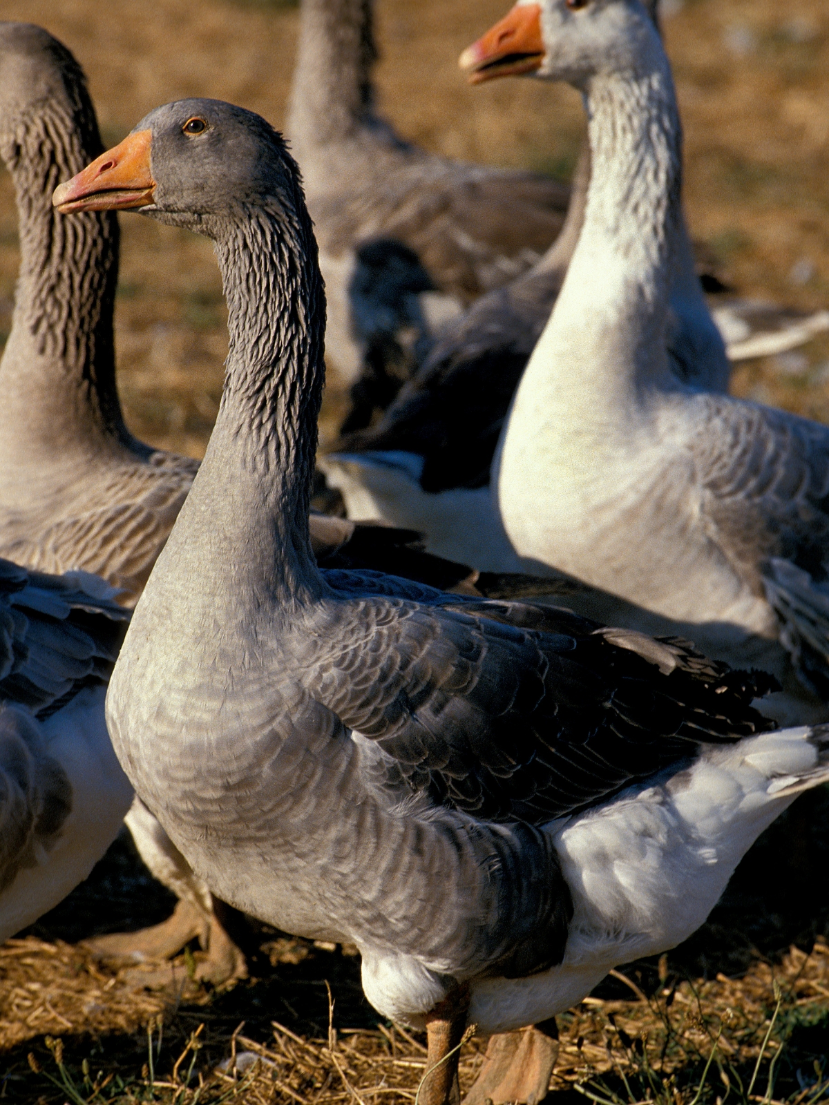 Toulouse Goose Breed Guide — Practical Self Reliance