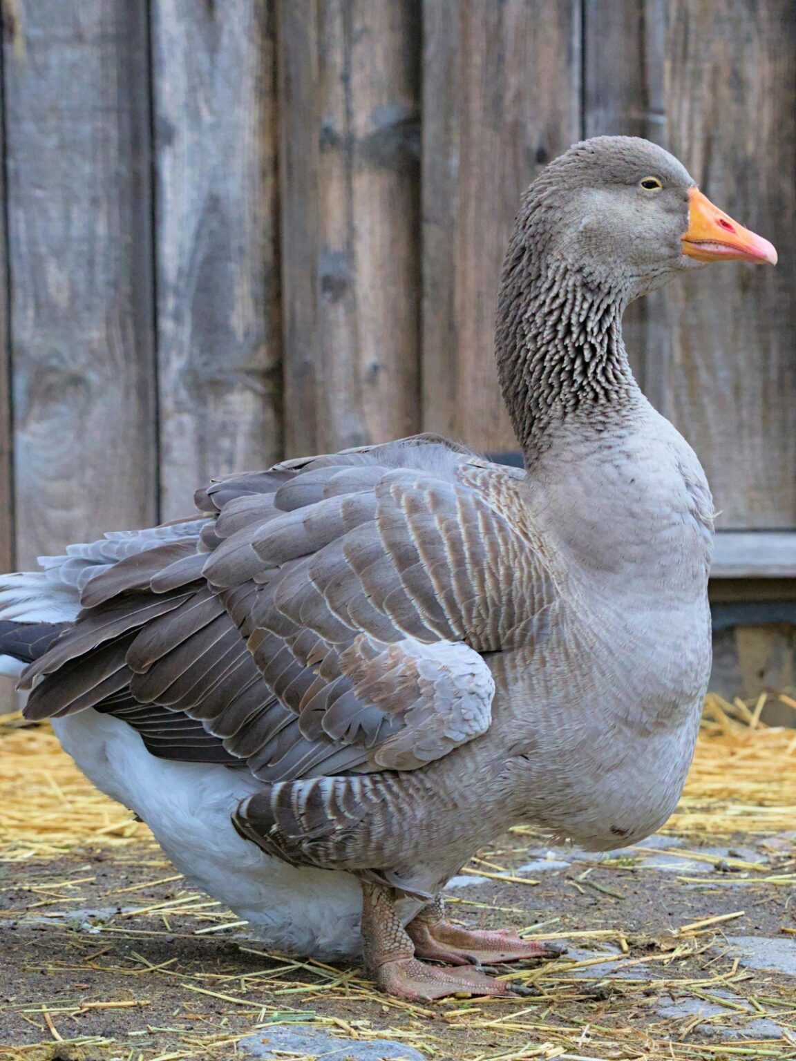 Toulouse Goose Breed Guide — Practical Self Reliance