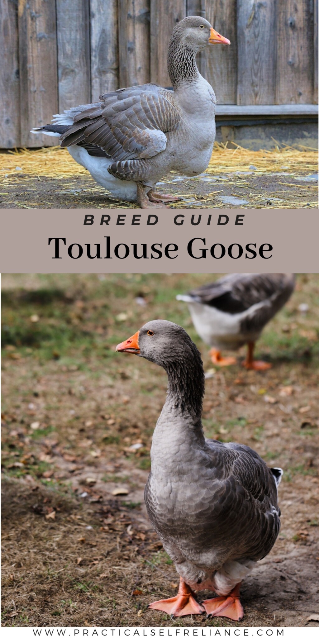 Toulouse Goose Breed Guide — Practical Self Reliance