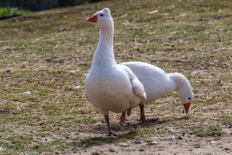 Tufted Roman Goose Breed Guide — Practical Self Reliance