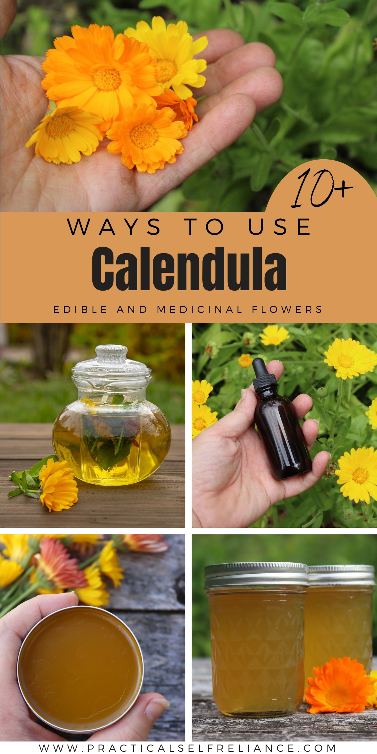 10 Ways to Use Calendula — Practical Self Reliance