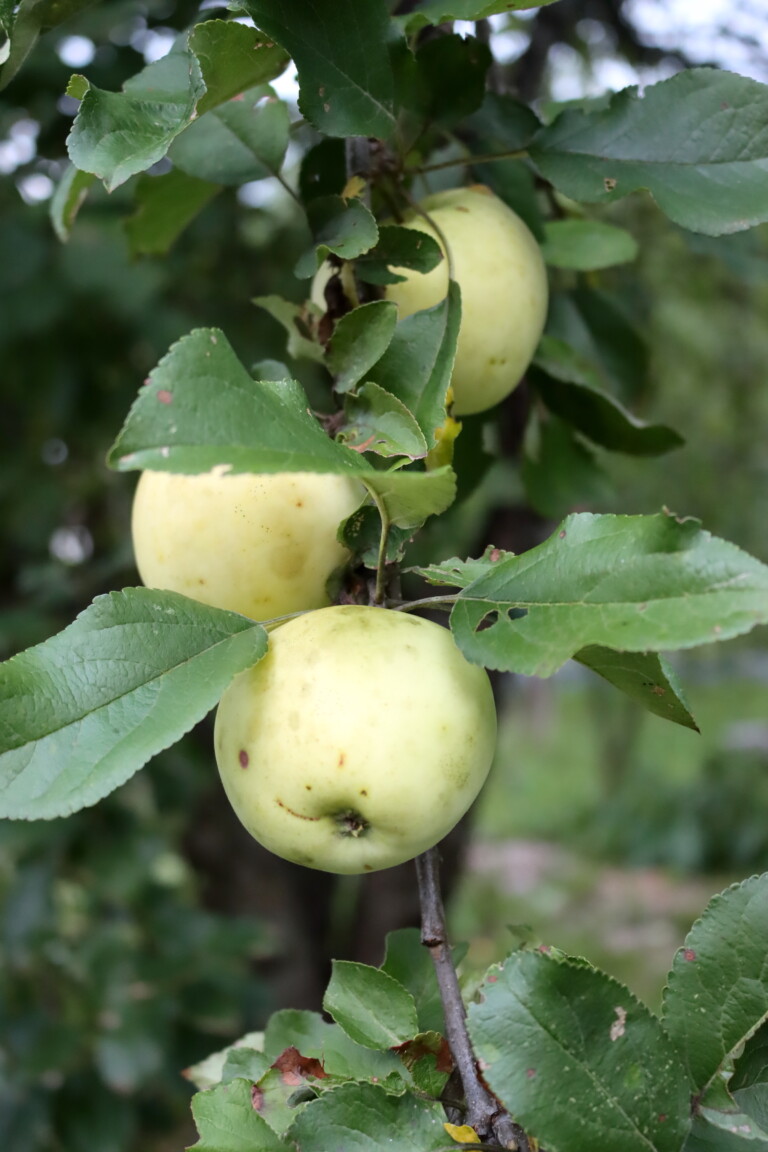 Earliest Ripening Apple: Yellow Transparent — Practical Self Reliance