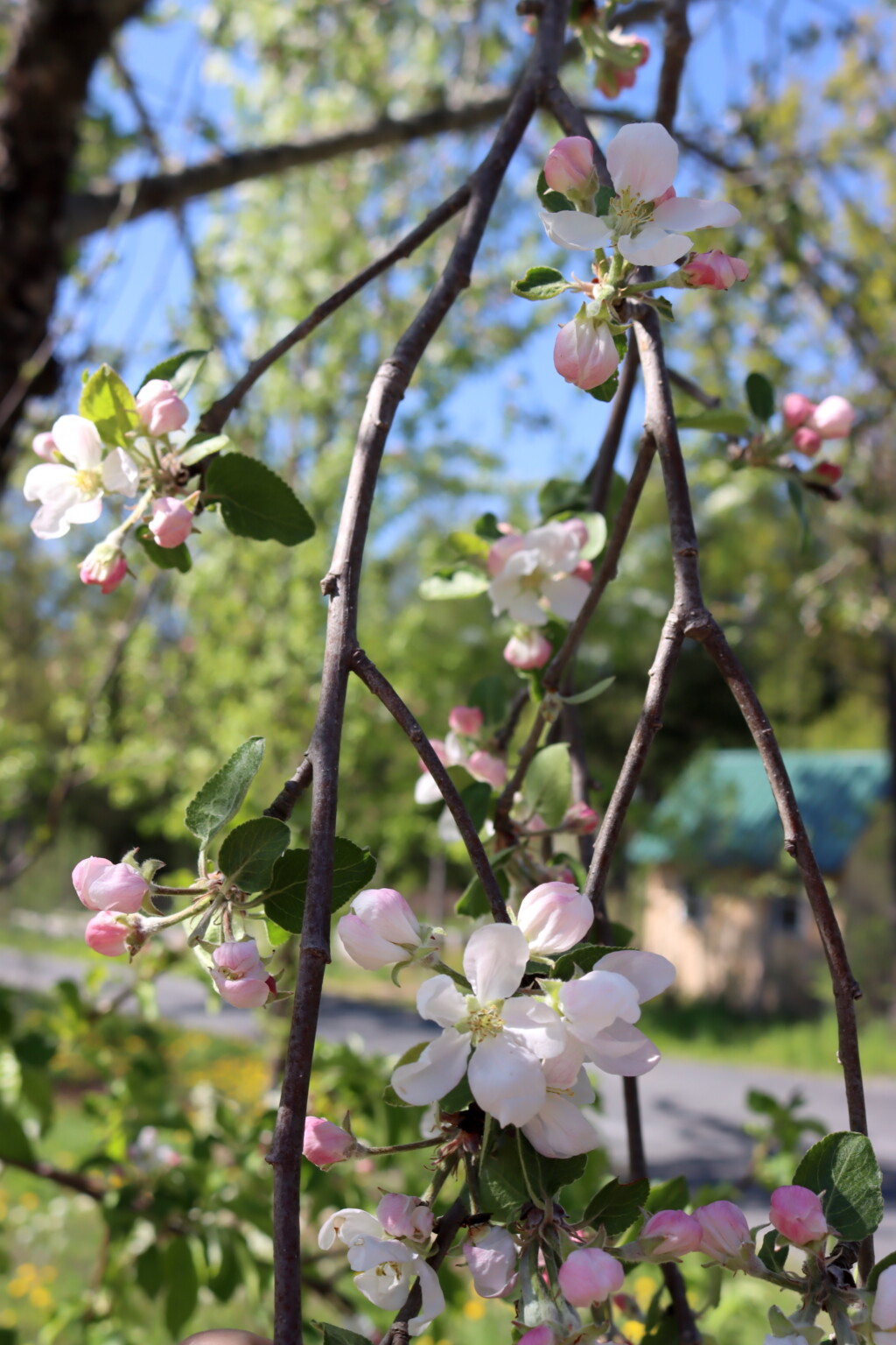 Earliest Ripening Apple: Yellow Transparent — Practical Self Reliance