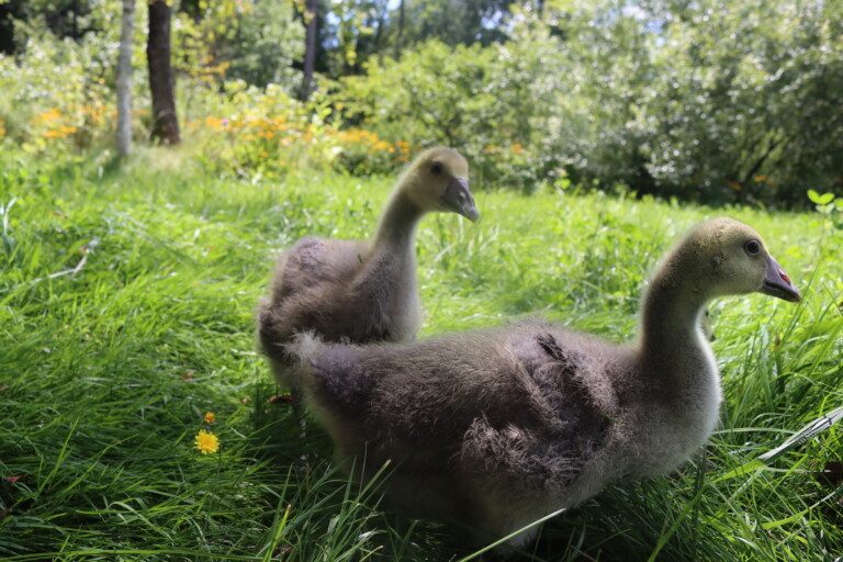 Raising Geese: A Beginner’s Guide — Practical Self Reliance