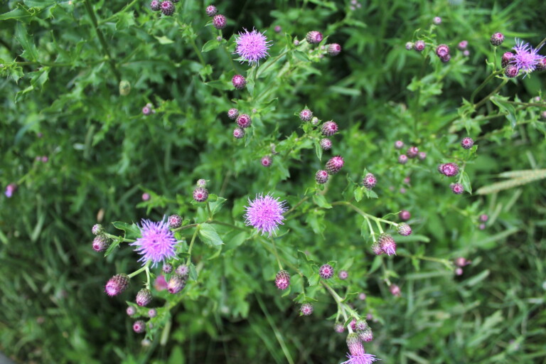 Foraging Canada Thistle (Cirsium arvense) — Practical Self Reliance