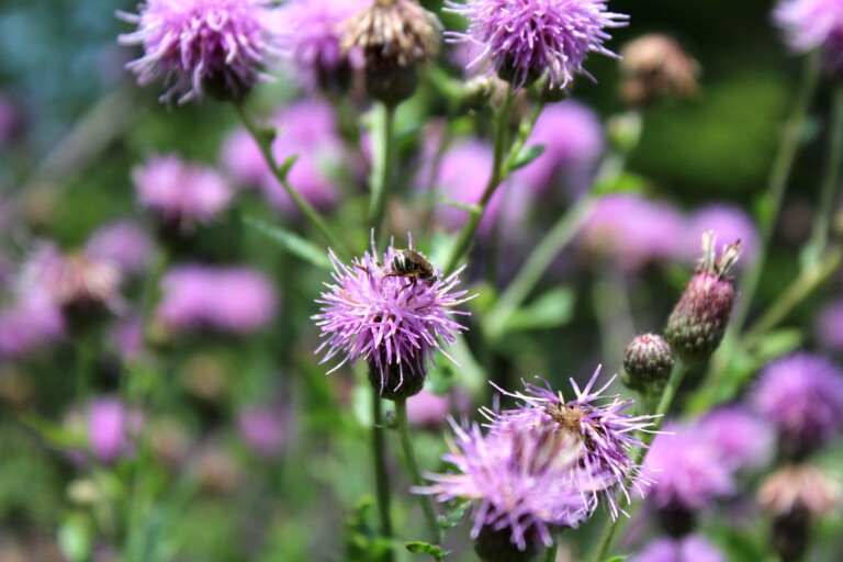 Foraging Canada Thistle (Cirsium arvense) — Practical Self Reliance