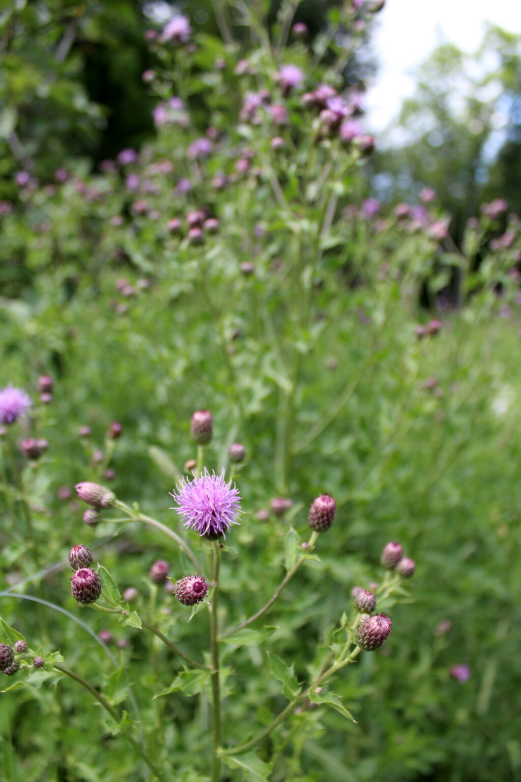 Foraging Canada Thistle (Cirsium arvense) — Practical Self Reliance