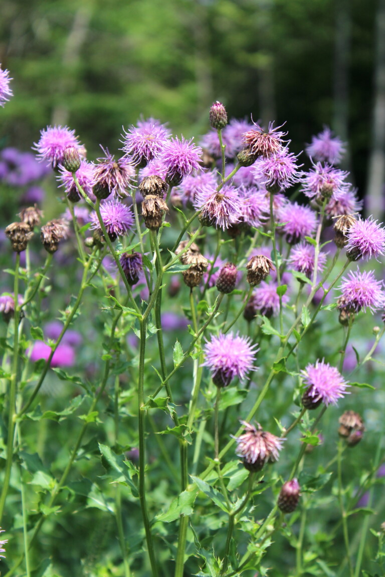 Foraging Canada Thistle (Cirsium arvense) — Practical Self Reliance