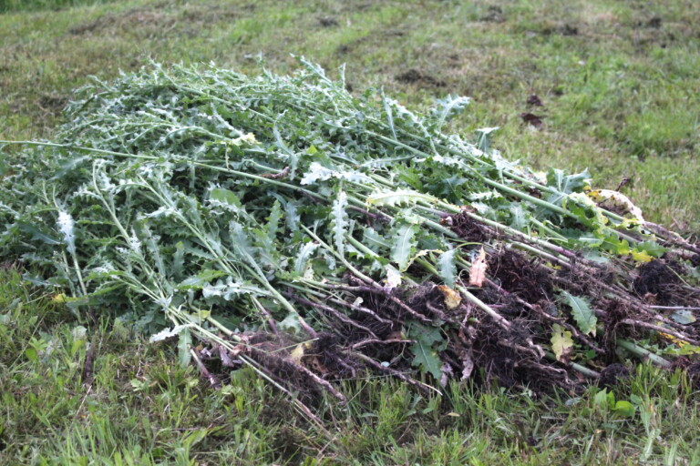 Foraging Canada Thistle (Cirsium arvense) — Practical Self Reliance