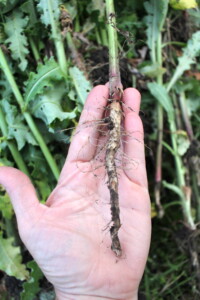 Foraging Canada Thistle (Cirsium arvense) — Practical Self Reliance