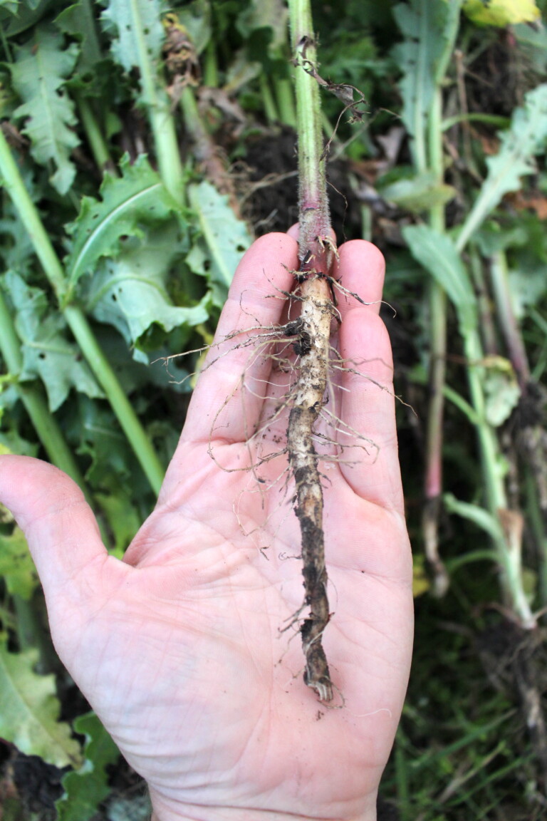 Foraging Canada Thistle (Cirsium arvense) — Practical Self Reliance