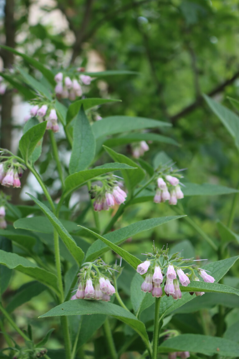 Comfrey: Identification, Uses, and Benefits — Practical Self Reliance