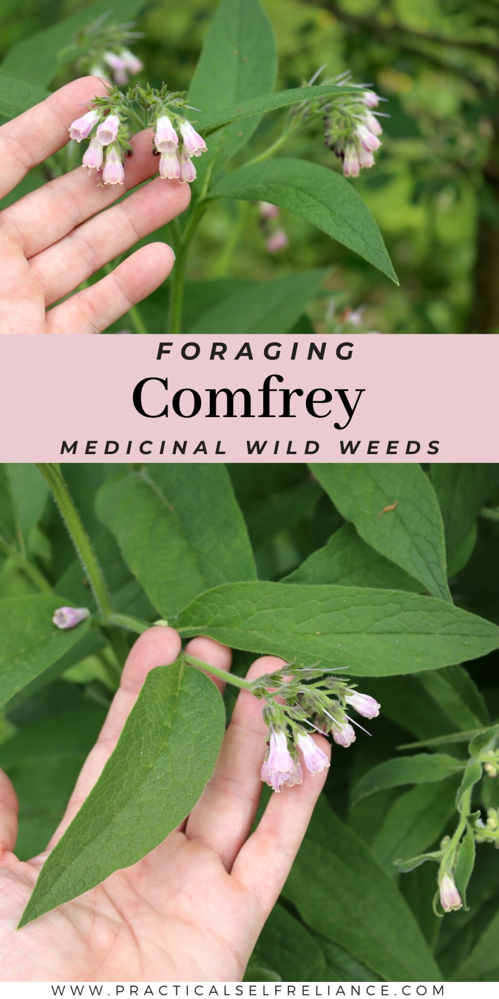 Comfrey: Identification, Uses, and Benefits — Practical Self Reliance