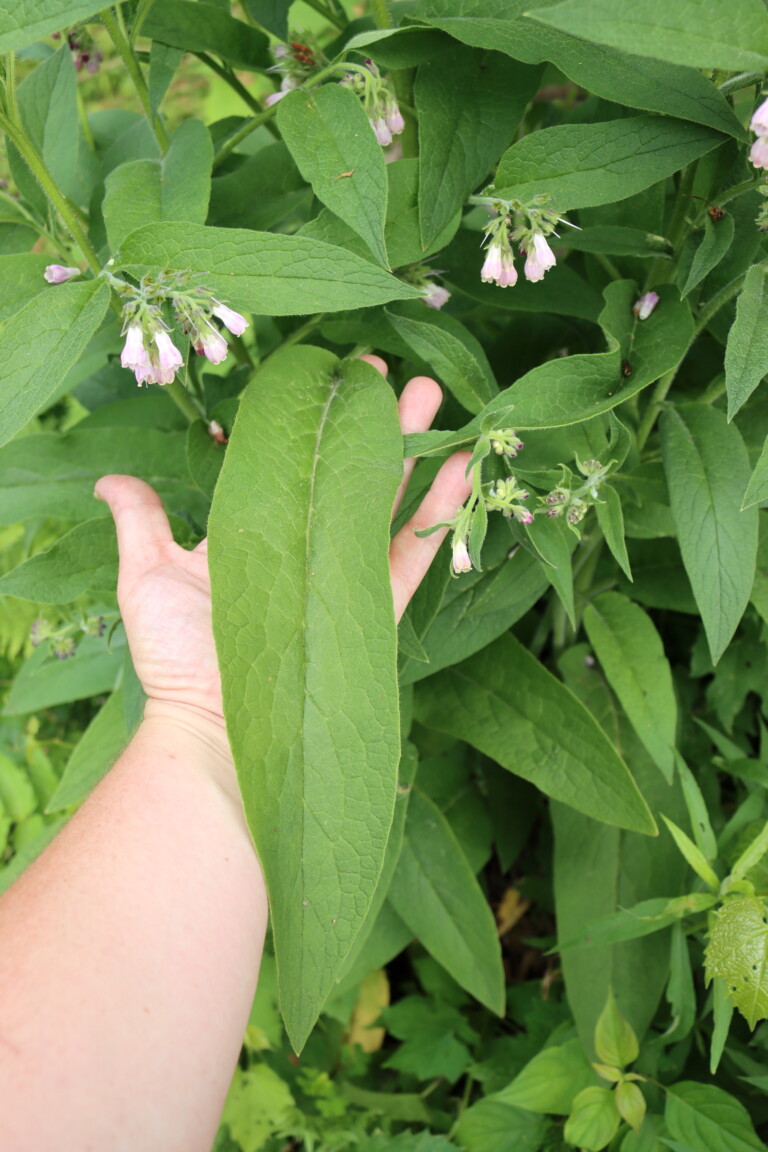 Comfrey: Identification, Uses, and Benefits — Practical Self Reliance
